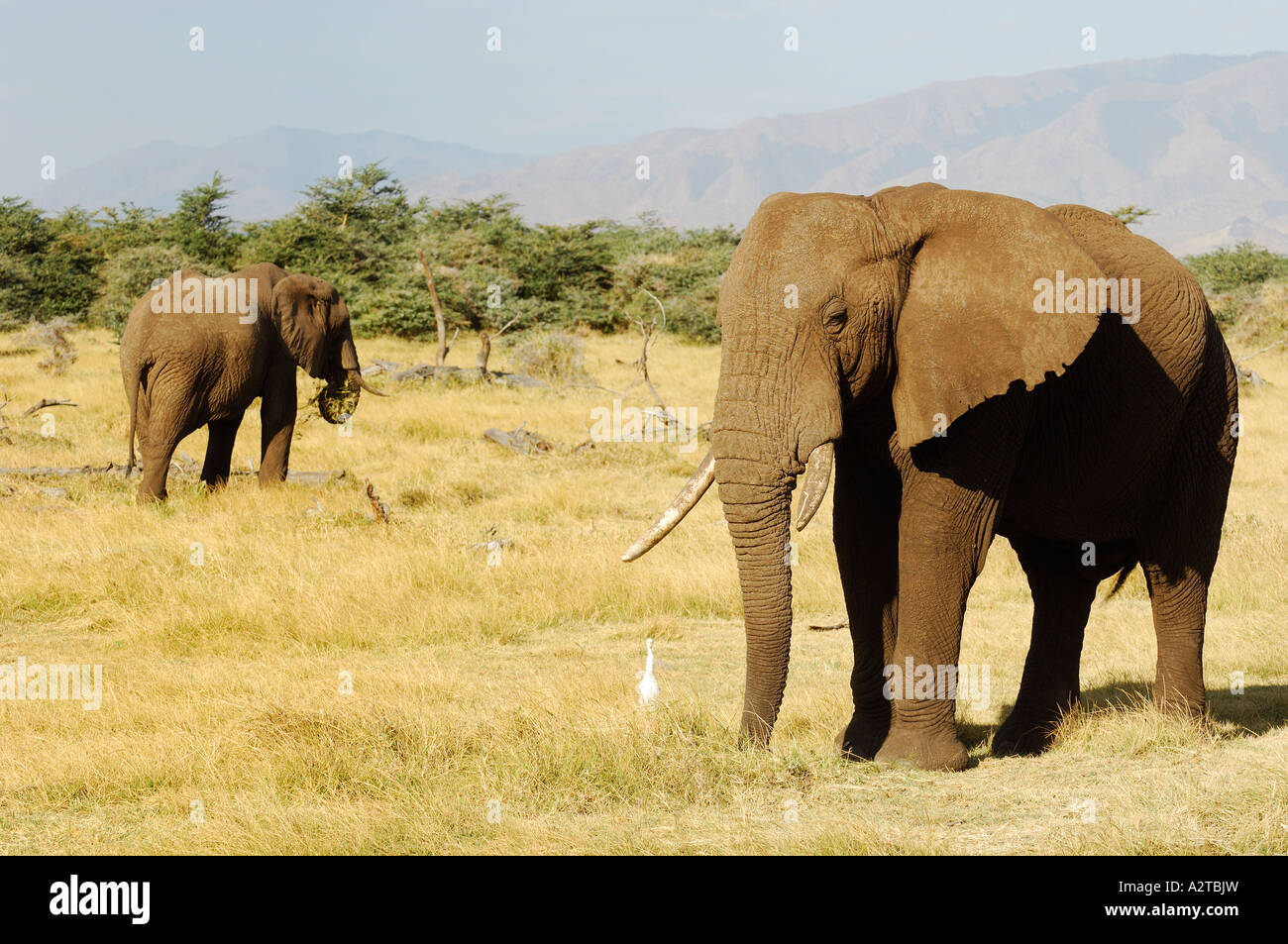 Tanzania, Rift Valley, Lake Manyara National Park, elephants Stock ...