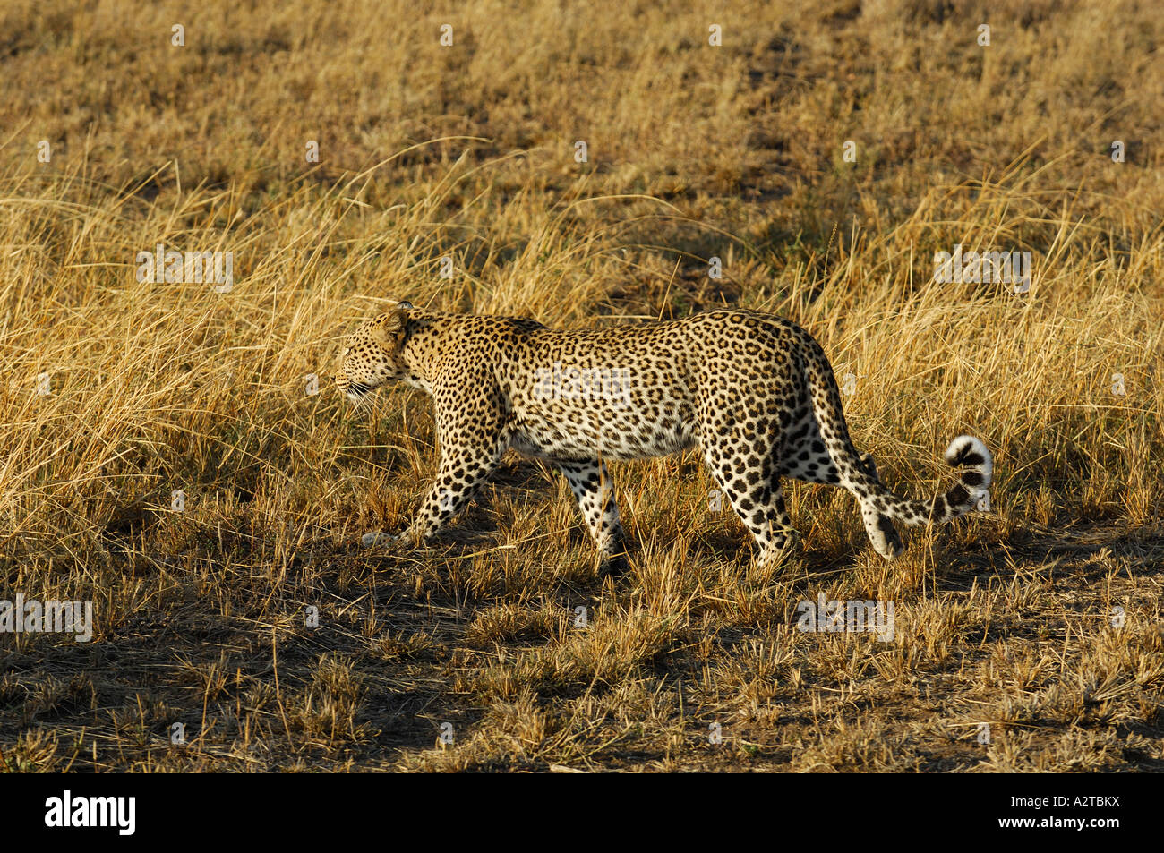 Tanzania, Serengeti National Park, leopard Stock Photo - Alamy