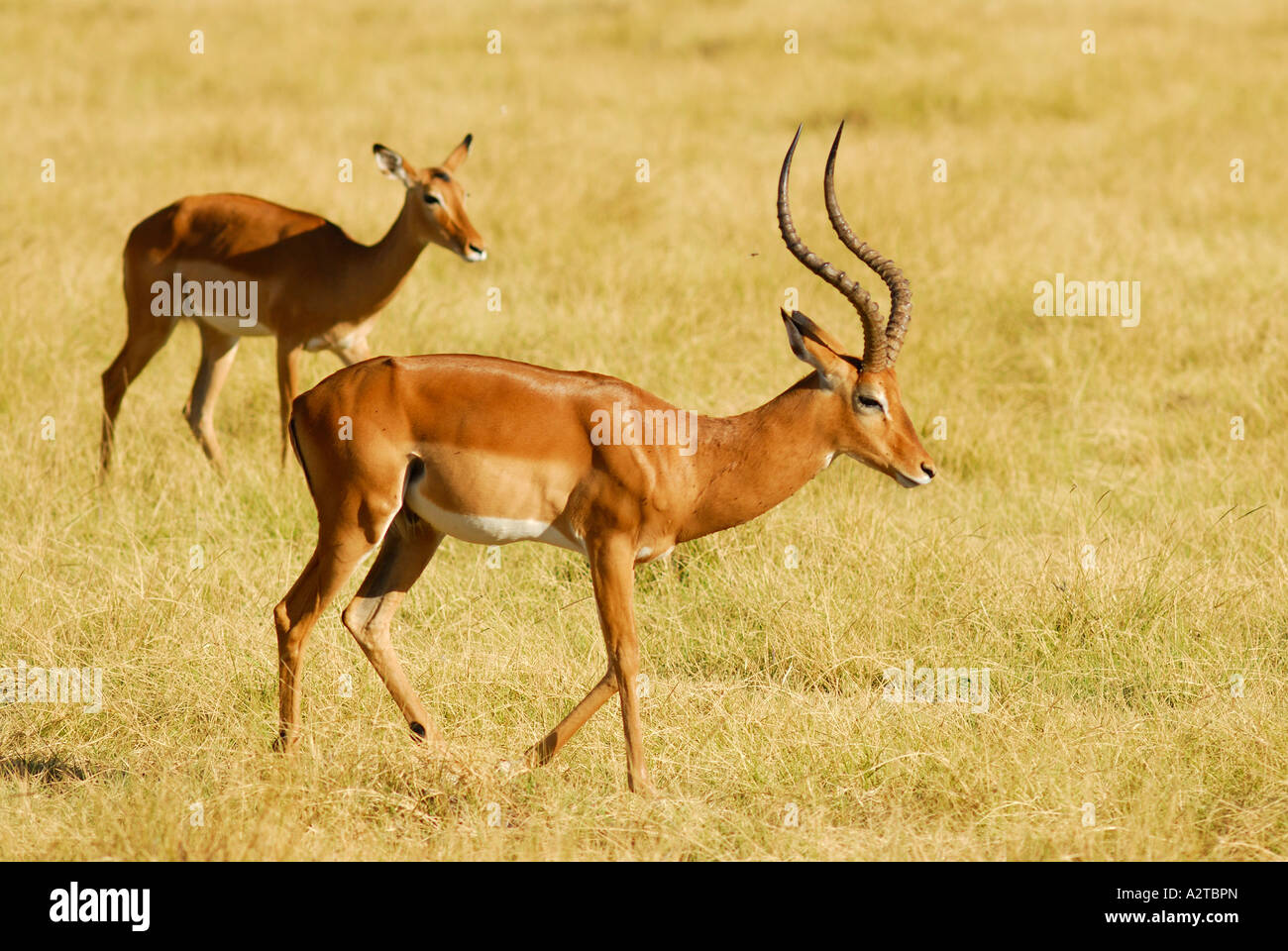 Tanzania, Rift Valley, Lake Manyara National Park Stock Photo - Alamy
