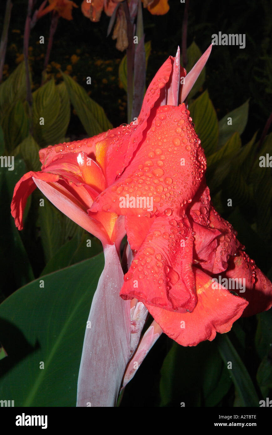 Cannas garden hi-res stock photography and images - Alamy