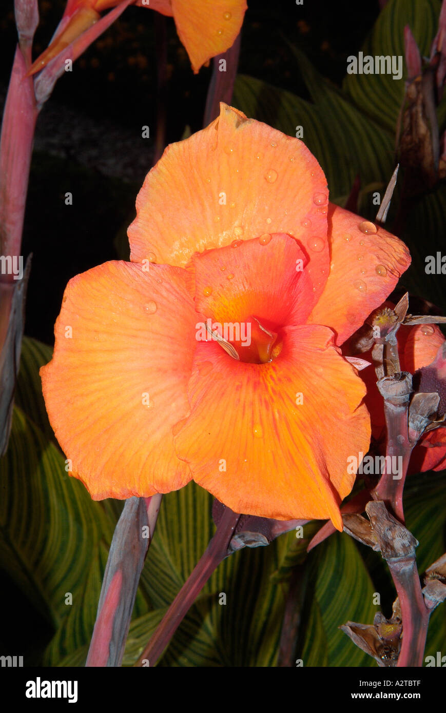 Cannas garden hi-res stock photography and images - Alamy