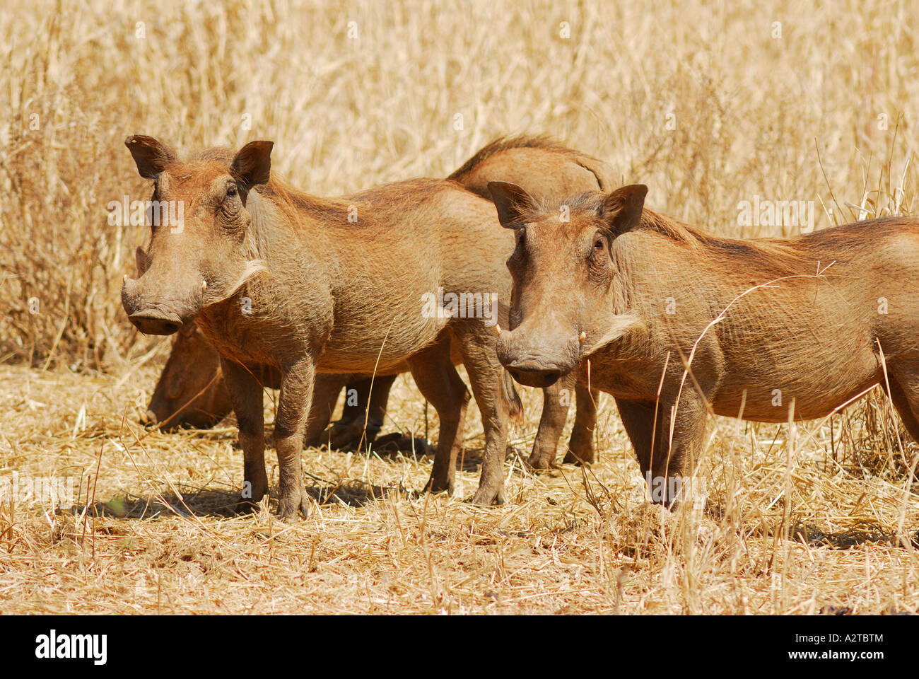 Tanzania, Tarangire National Park, warthogs Stock Photo - Alamy