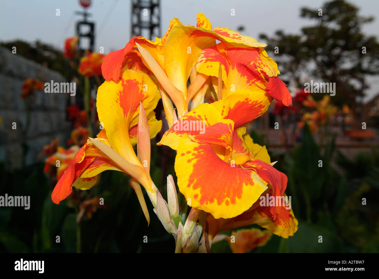 Cannas garden hi-res stock photography and images - Alamy
