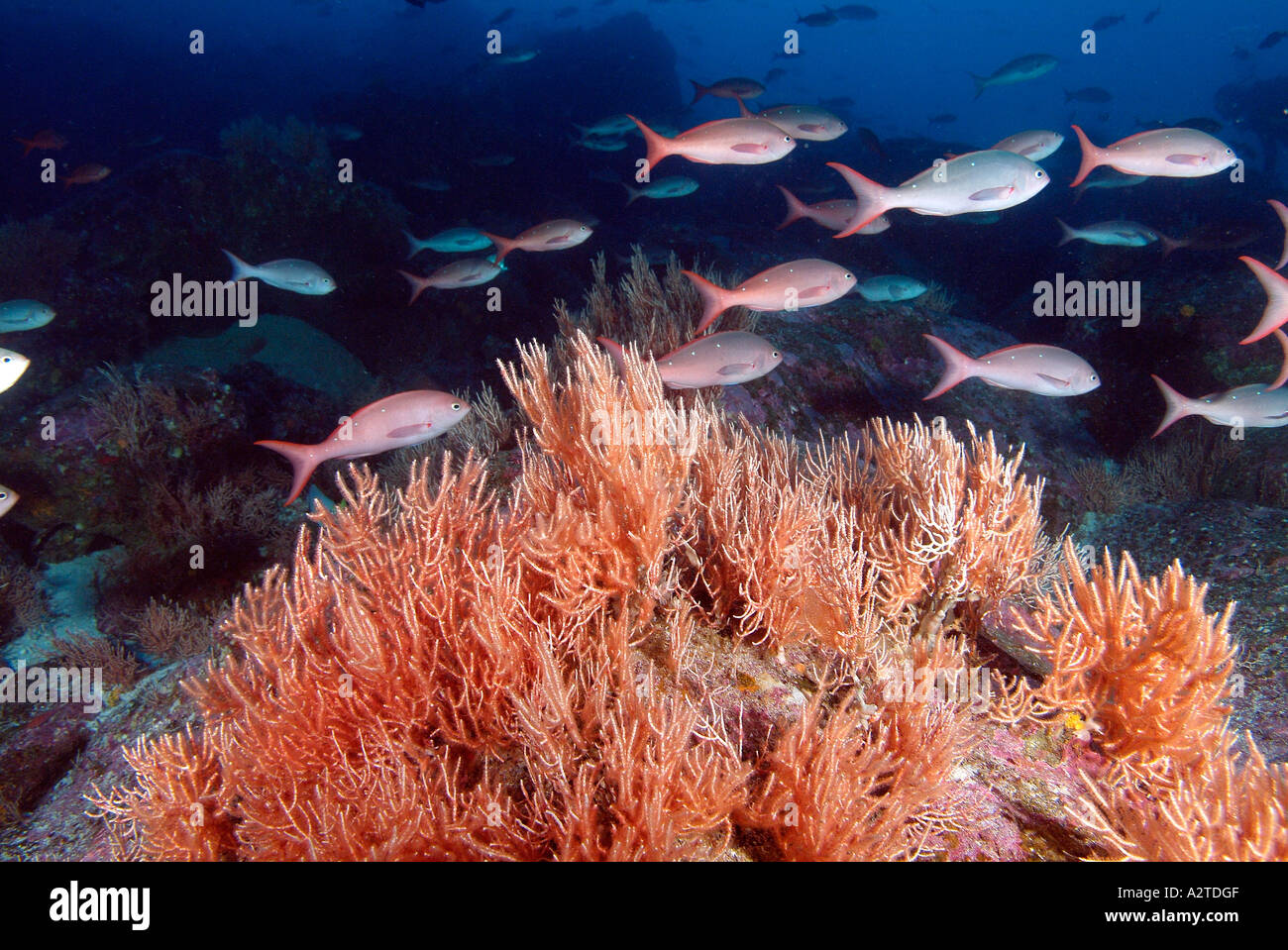 School of Pacific Creolefish, Galapagos Stock Photo - Alamy