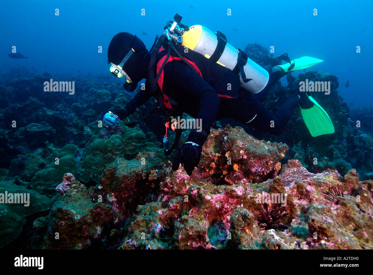 Diver shooting a fish in Galapagos Underwater Stock Photo - Alamy