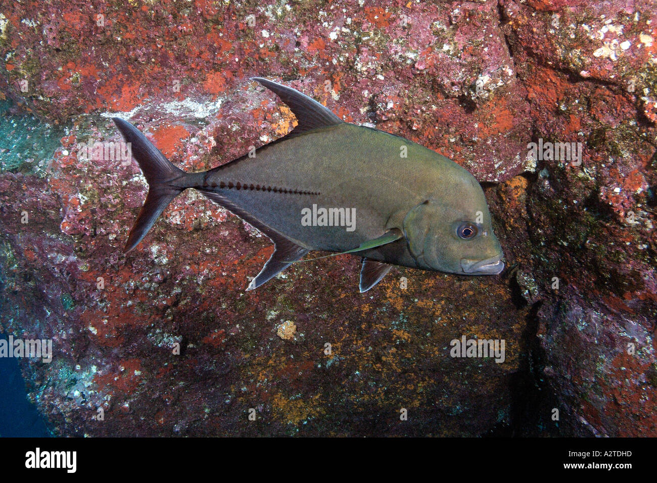 Jack fish hi-res stock photography and images - Alamy