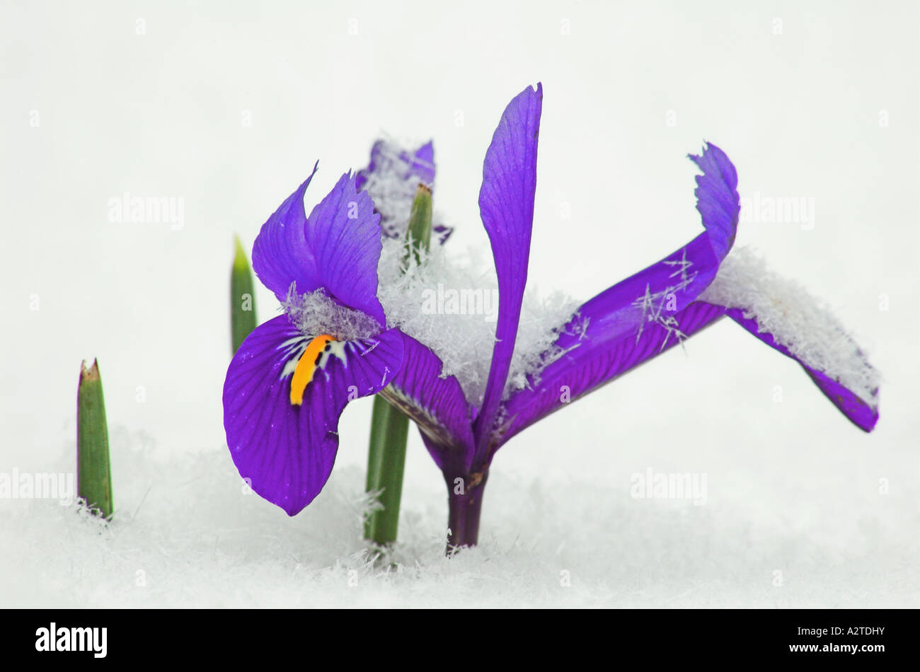 Iris Siberica in the snow Stock Photo - Alamy