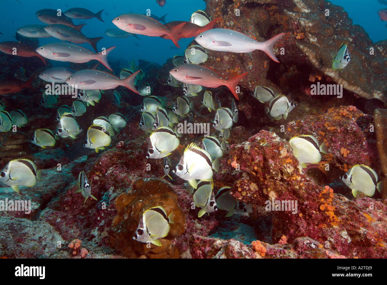 School of Pacific Creolefish and Barberfishes, Galapagos Stock Photo ...