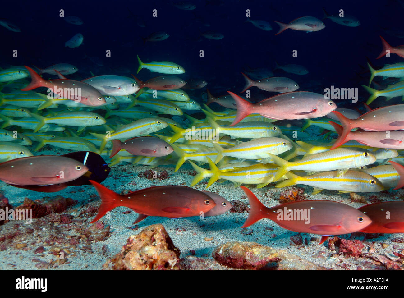 School of pacific creolefish hi-res stock photography and images - Alamy