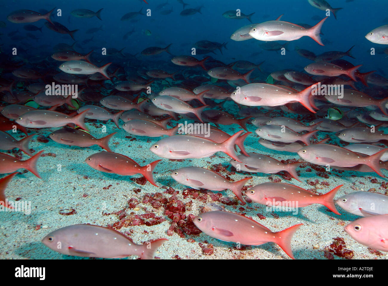 School of pacific creolefish hi-res stock photography and images - Alamy