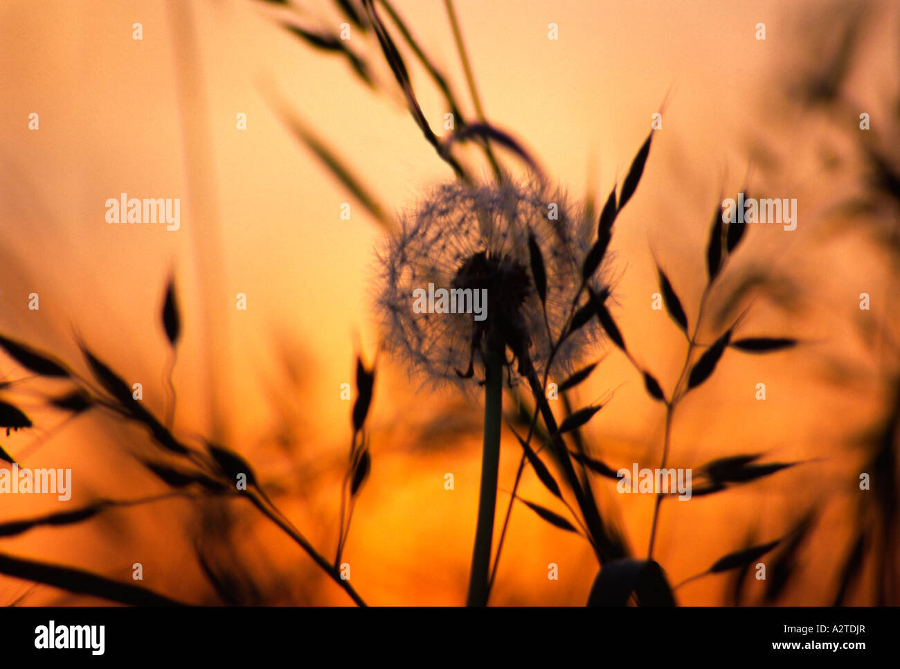 Dandelion seed head, North Yorkshire, England UK Stock Photo - Alamy