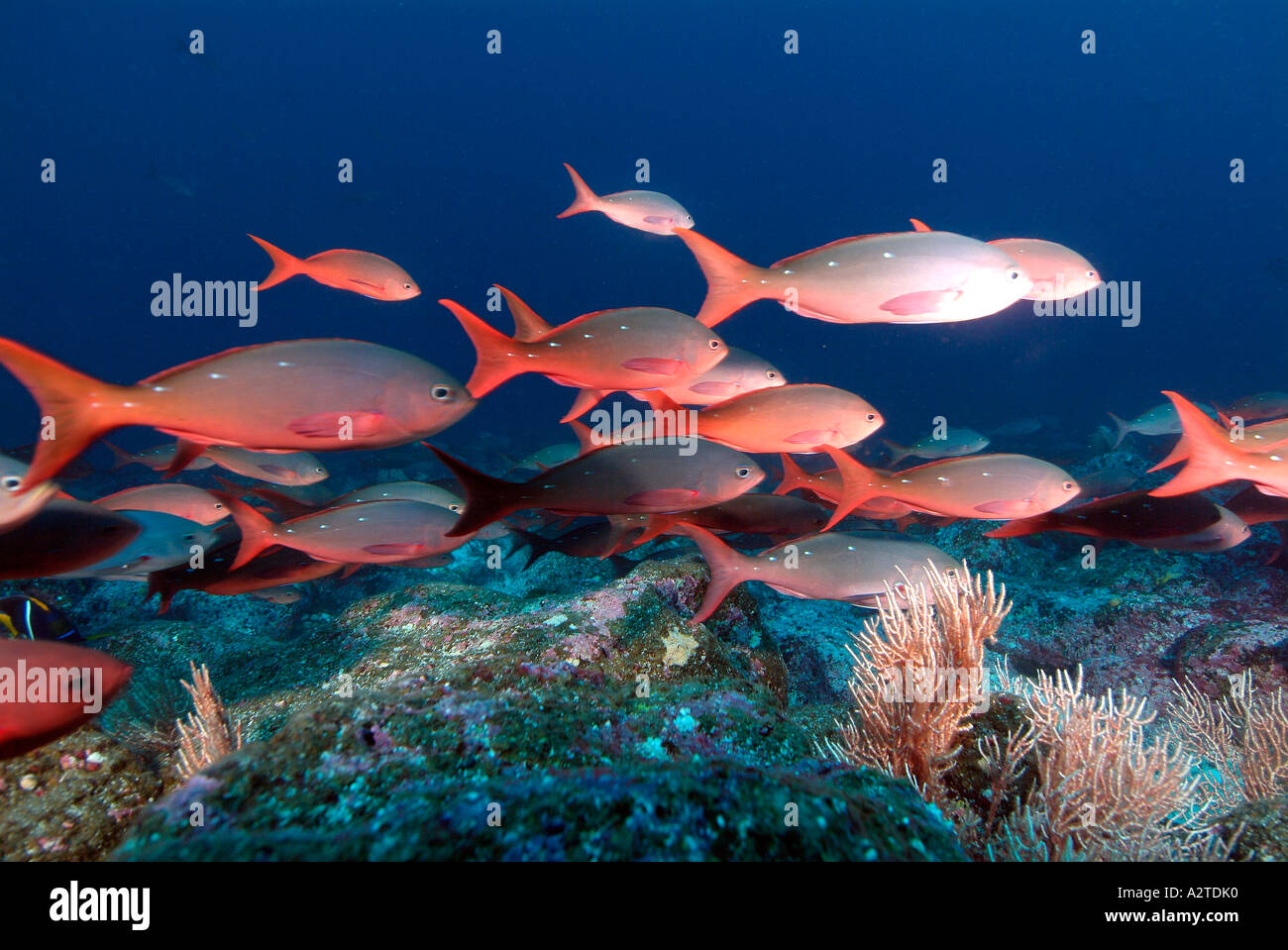 School of pacific creolefish hi-res stock photography and images - Alamy