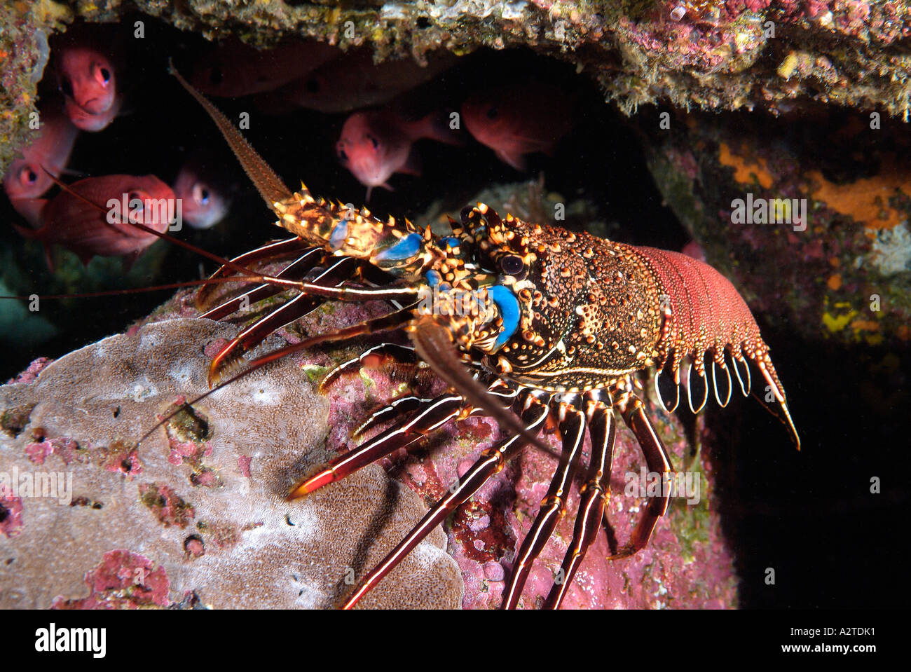 Lobsters pacific hi-res stock photography and images - Alamy