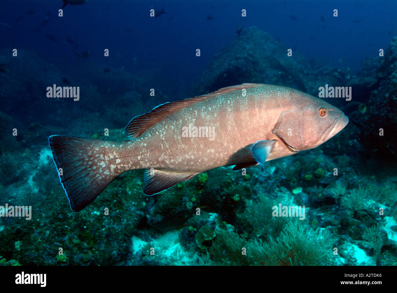Panamic Graysby Cabrilla in the Galapagos Archipelago Stock Photo - Alamy