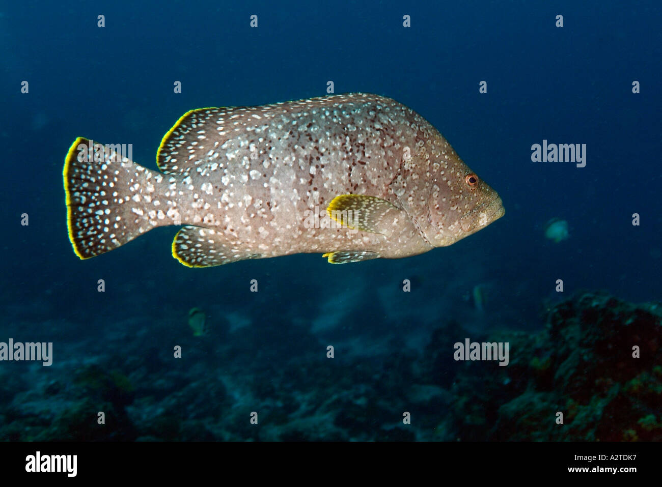 Leather bass fish hi-res stock photography and images - Alamy