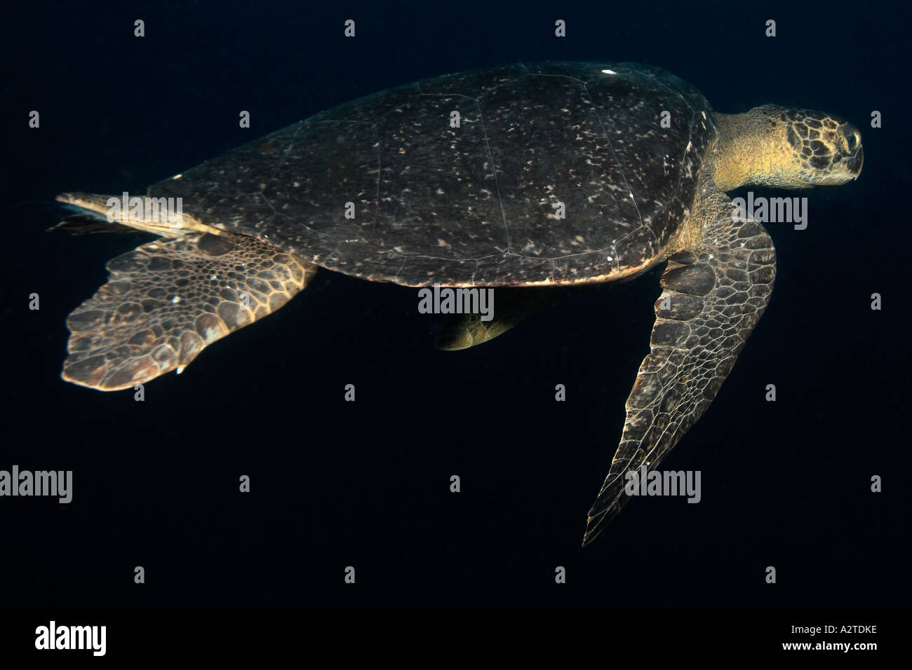 Galapagos Hawksbill Turtle in the Galapagos Archipelago Stock Photo - Alamy