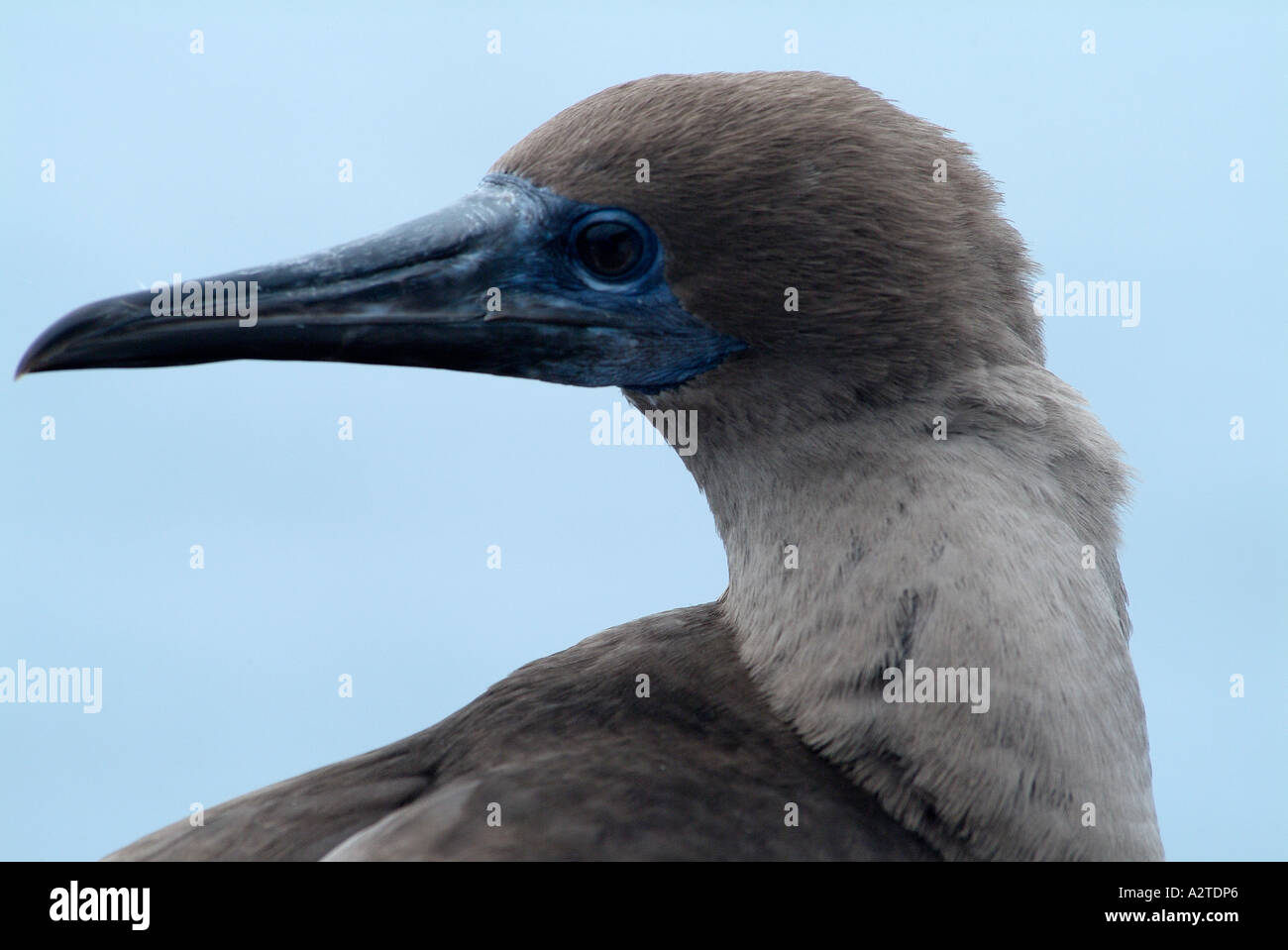 frigate bird, bird, animal, wild, wildlife, north, seymour, island ...