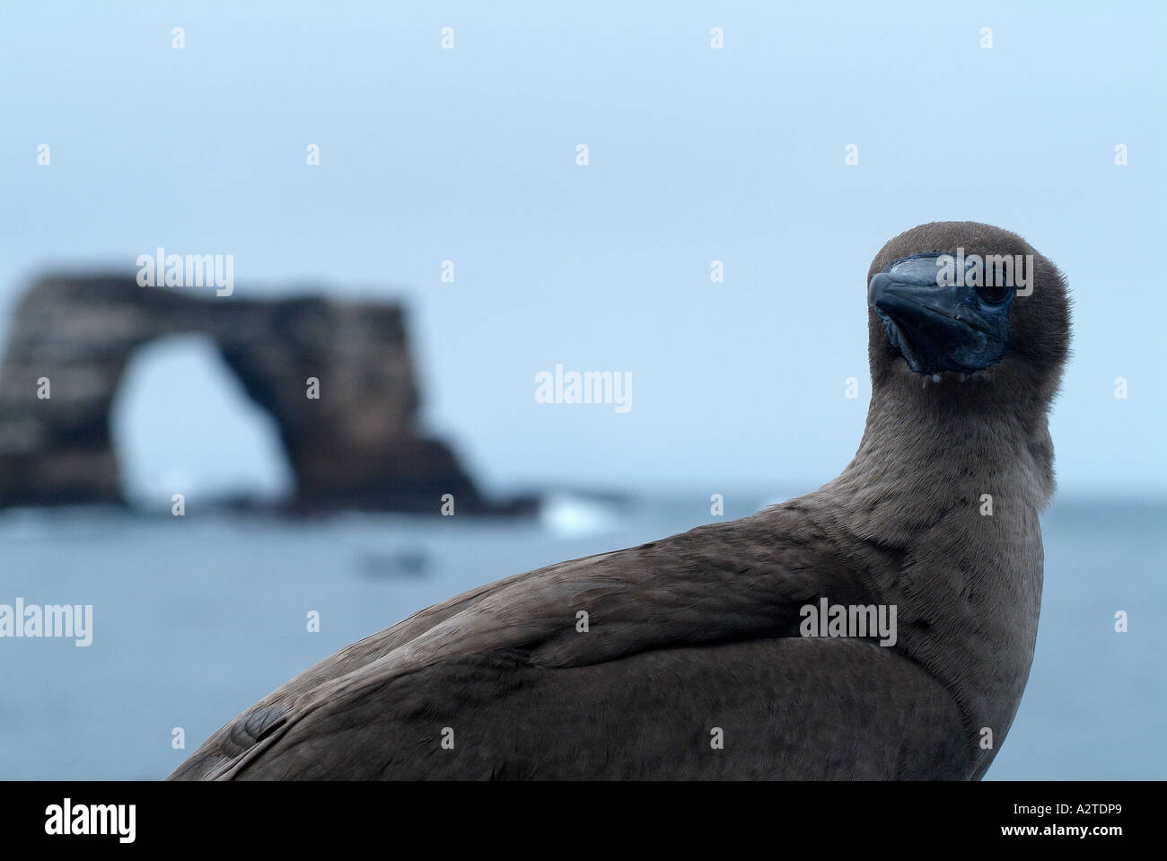 Frigate Bird in Galapagos Islands, Darwin Island Arch Stock Photo - Alamy