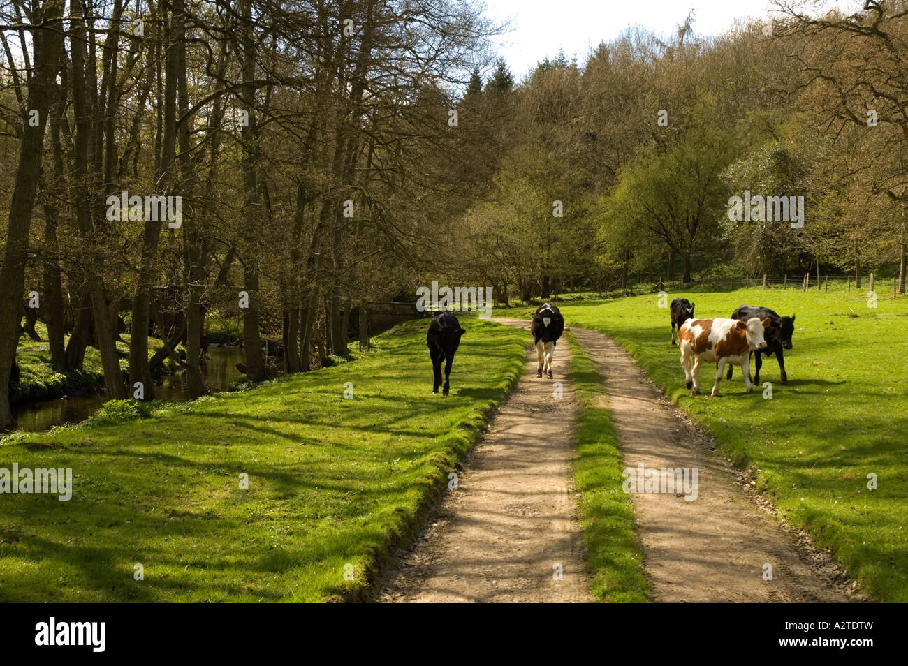 Cattle on Track, Ripon North Yorkshire, England UK Stock Photo - Alamy