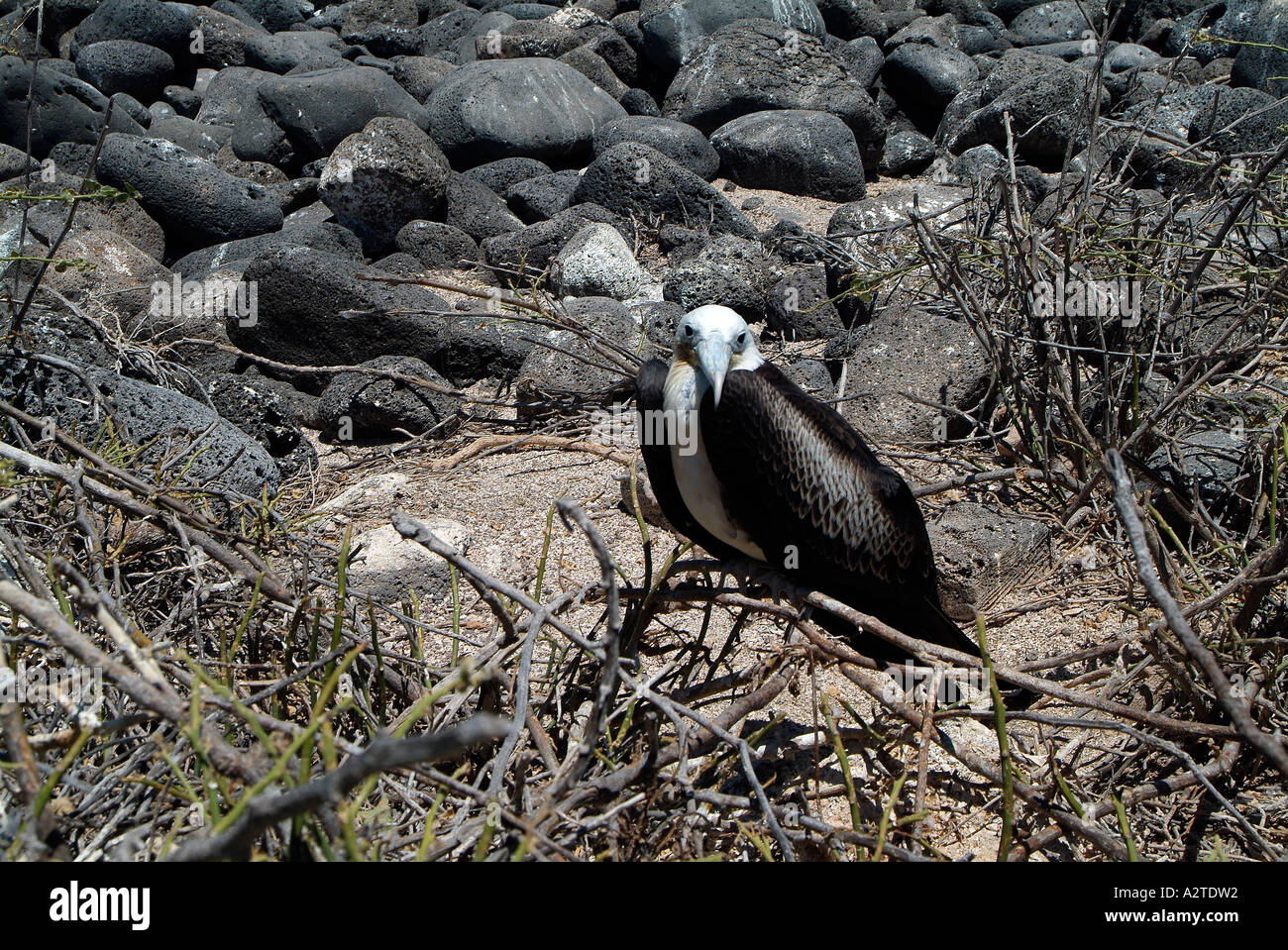 Female Frigate Bird in the North Seymour Island Galapagos Stock Photo ...