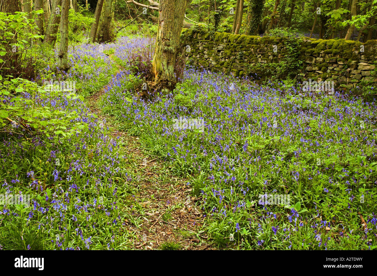 Bluebells, Hackfall Woods Grewelthorpe, Ripon North yorkshire England ...