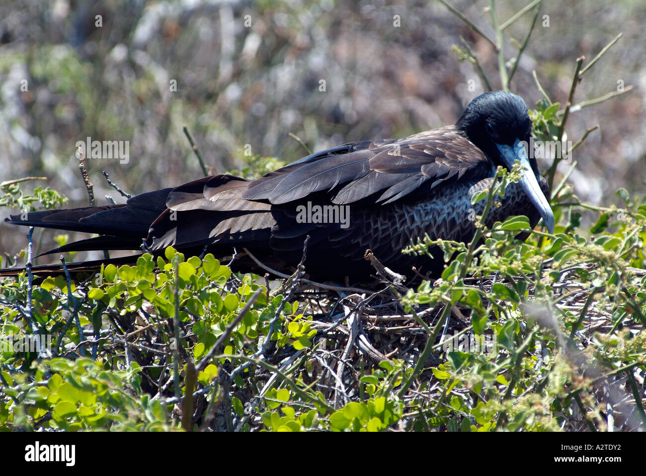 Female Frigate Bird in the North Seymour Island Galapagos Stock Photo ...