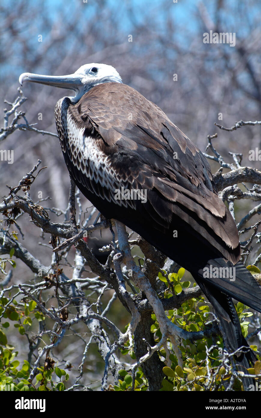 Female Frigate Bird in the North Seymour Island Galapagos Stock Photo ...