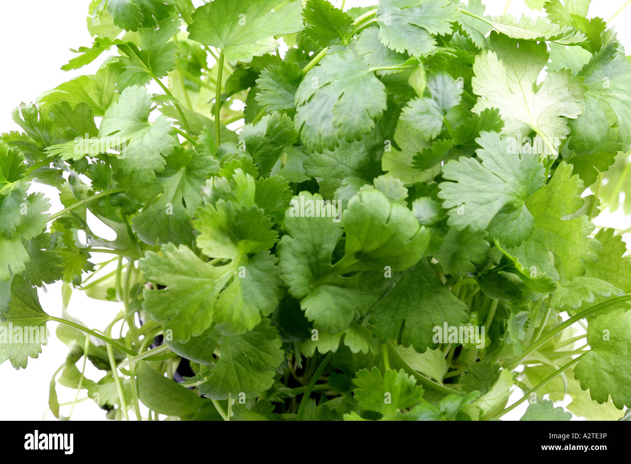 Pot Of Fresh Growing Aromatic Coriander Herbs, Ready To Pick, Cooking ...