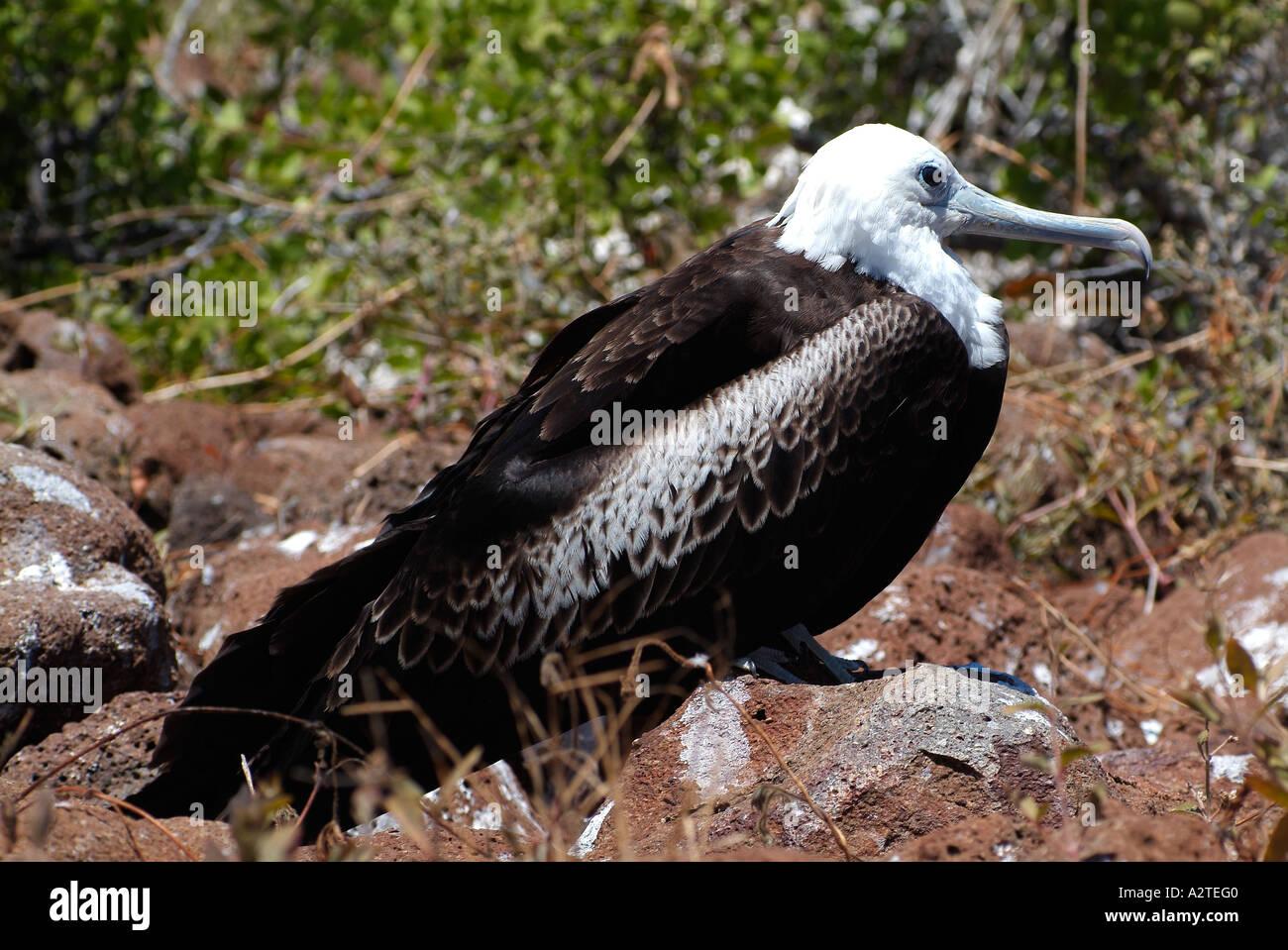 Female Frigate Bird in the North Seymour Island Galapagos Stock Photo ...