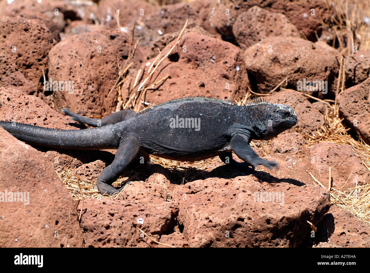 Iguana walking hi-res stock photography and images - Alamy