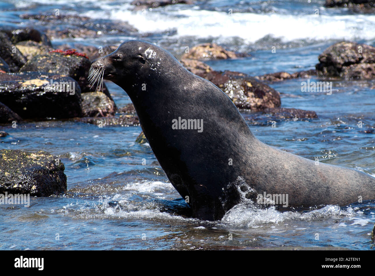 Galapagos Sea Lion Bull in the Galapagos Archipelago Stock Photo - Alamy