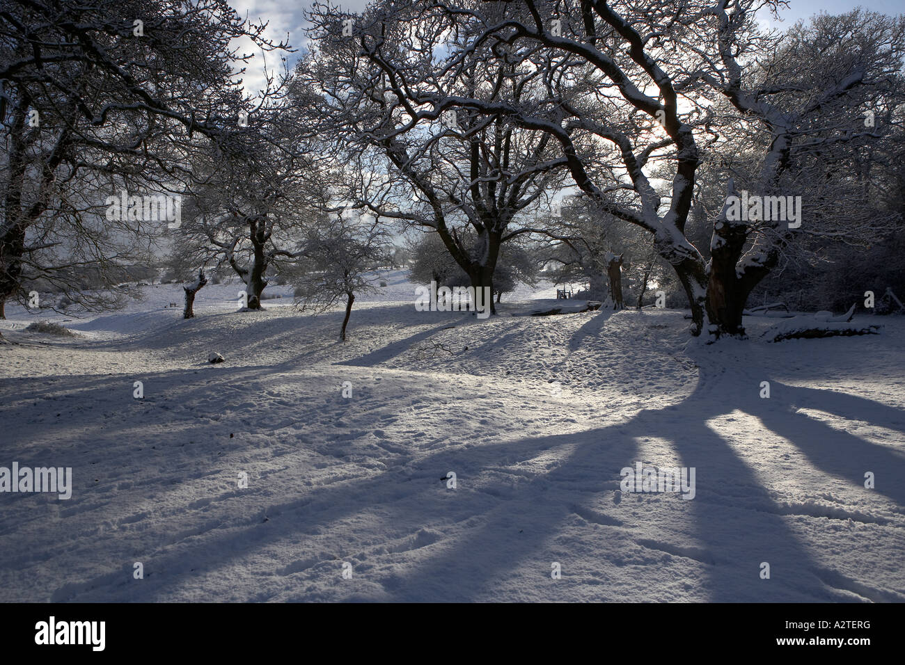 Snow covered Burton Bushes Beverley Westwood common, East Yorkshire, UK ...