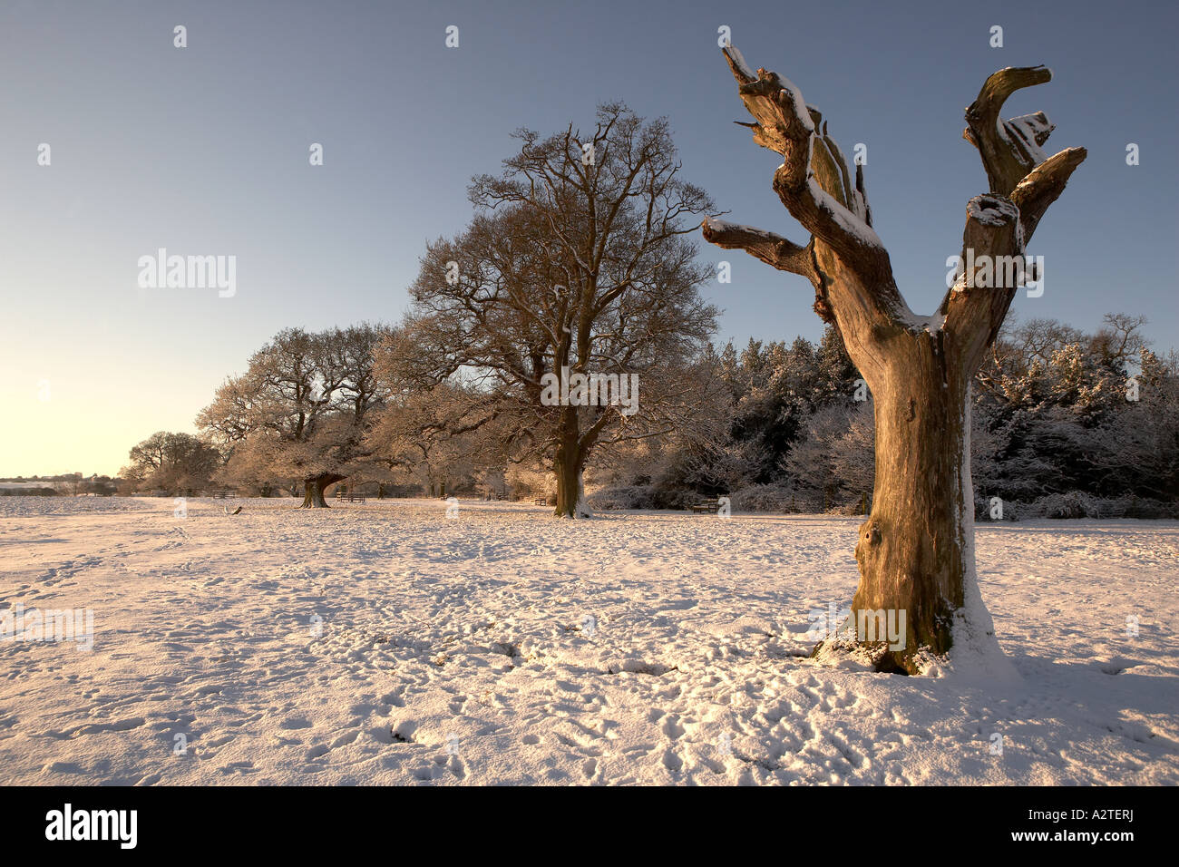 Snow covered Burton Bushes Beverley Westwood common, East Yorkshire, UK ...