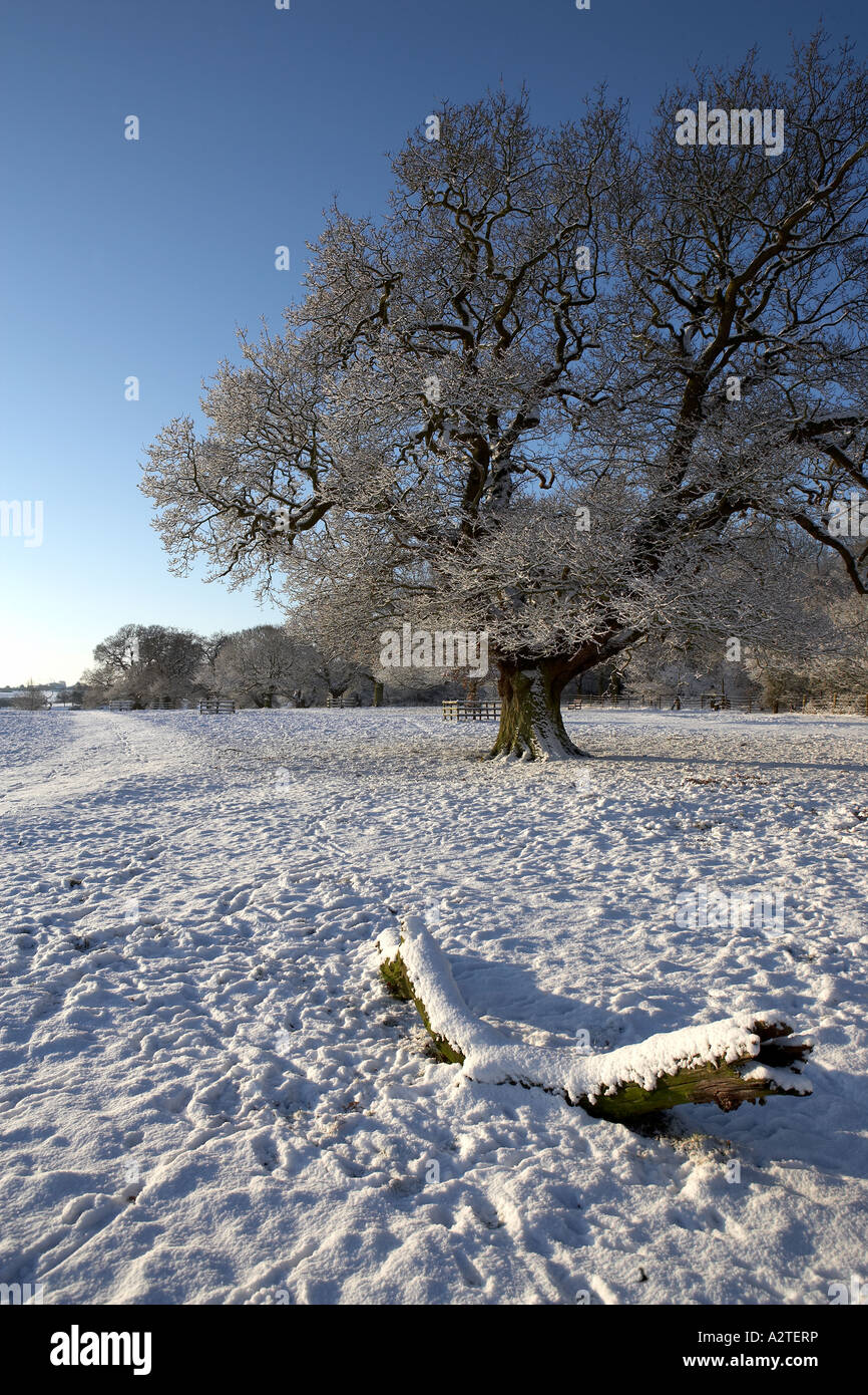 Snow covered Burton Bushes Beverley Westwood common, East Yorkshire, UK ...