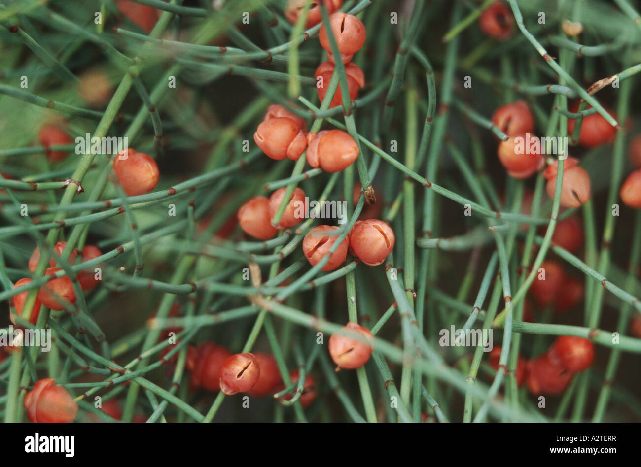 Andean joint fir ephedra americana var andina hi-res stock photography ...