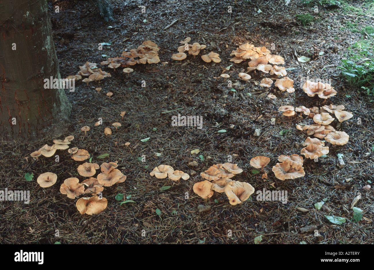 Fantastically fairy tales hi-res stock photography and images - Alamy