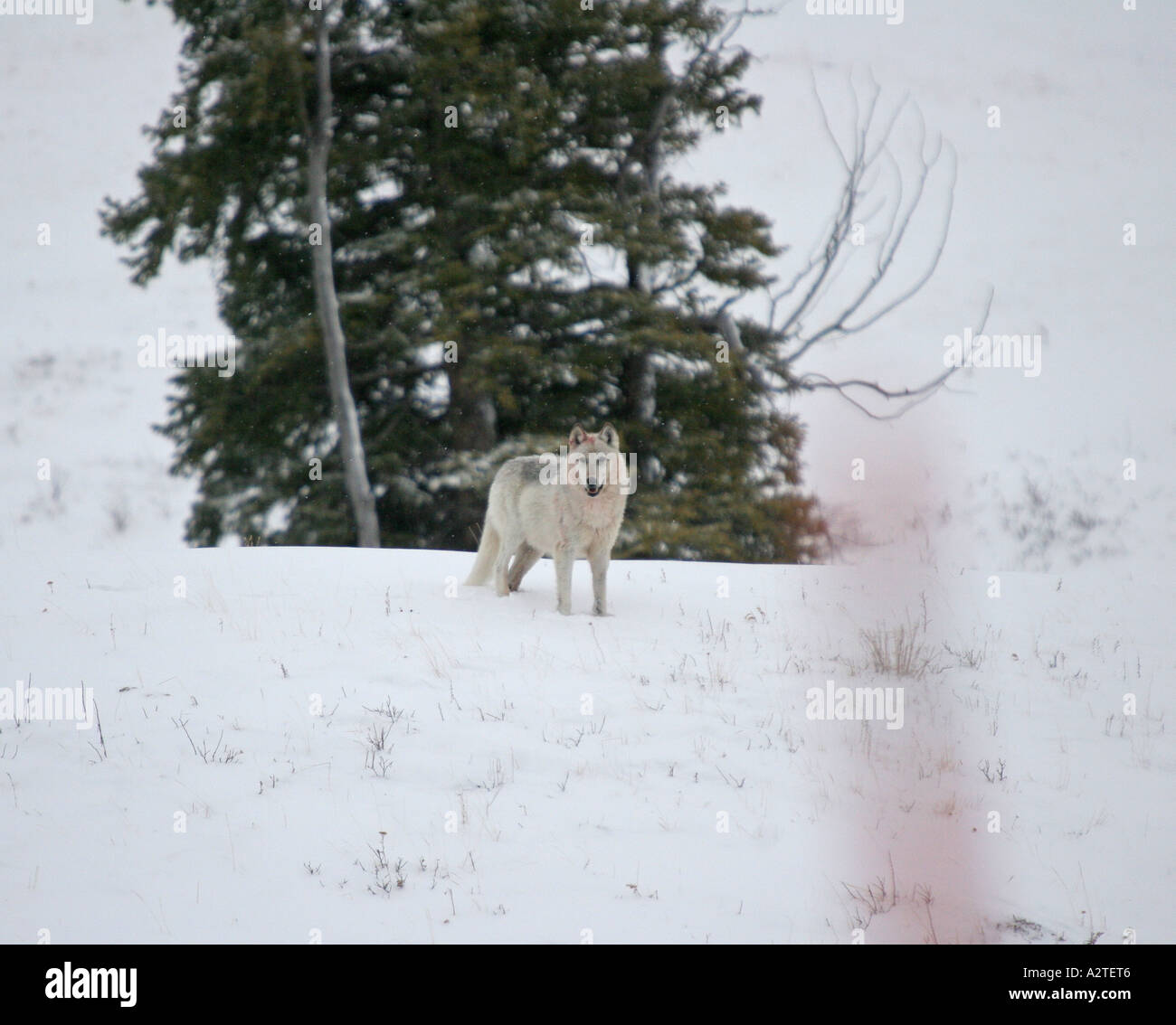 Timber wolves yellowstone hi-res stock photography and images - Alamy