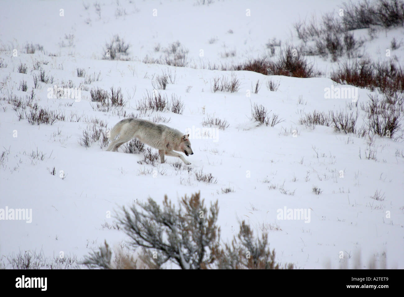 Yellowstone Wolf #2 Stock Photo - Alamy