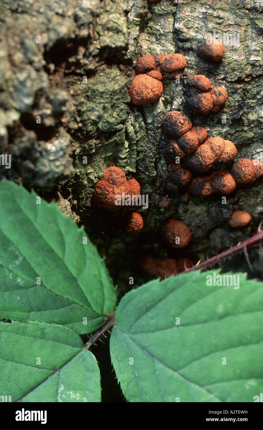 beechwoodwart (Hypoxylon fragiforme), fruiting bodies Stock Photo - Alamy