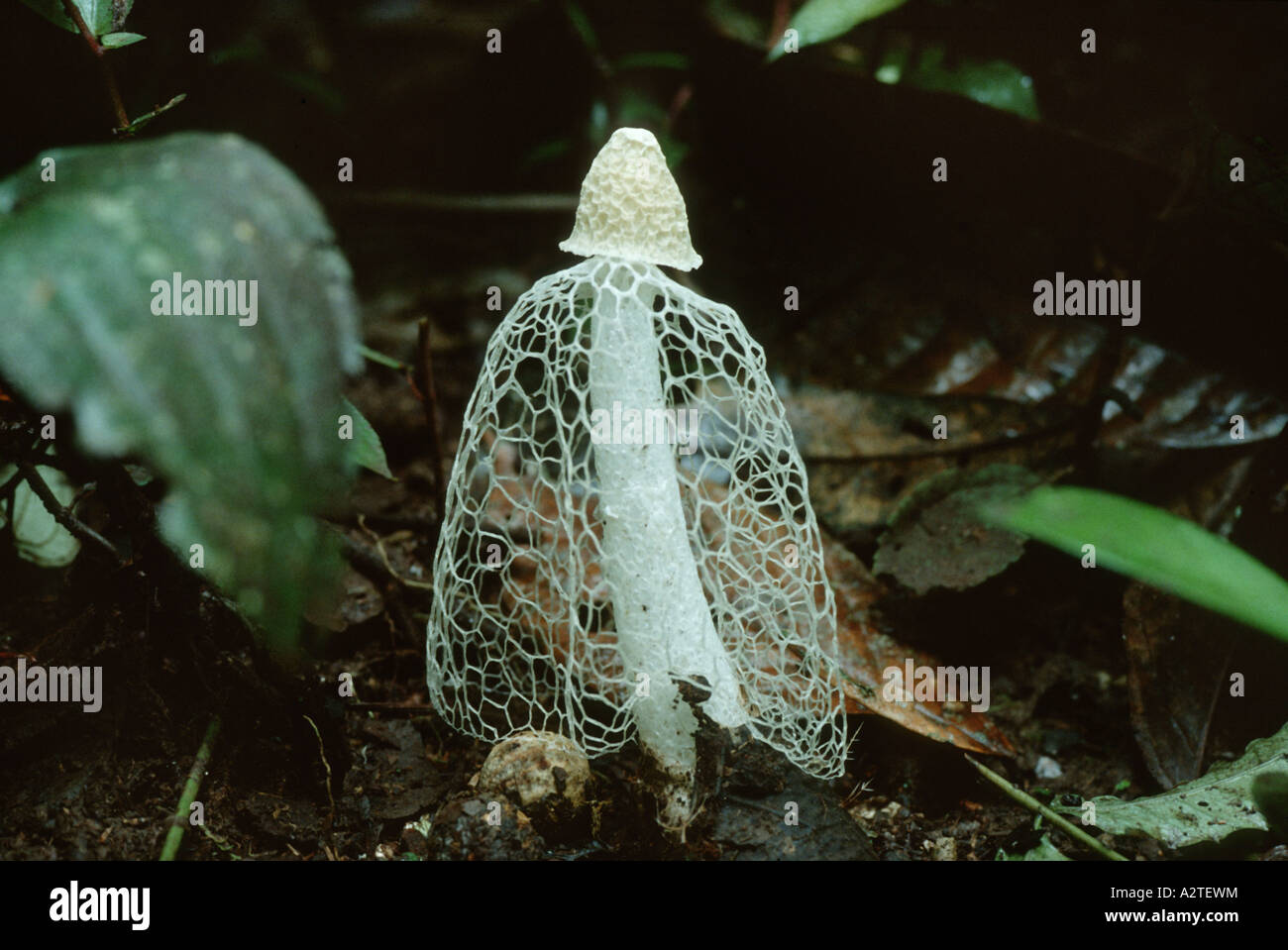 Ecuador filigree hi-res stock photography and images - Alamy