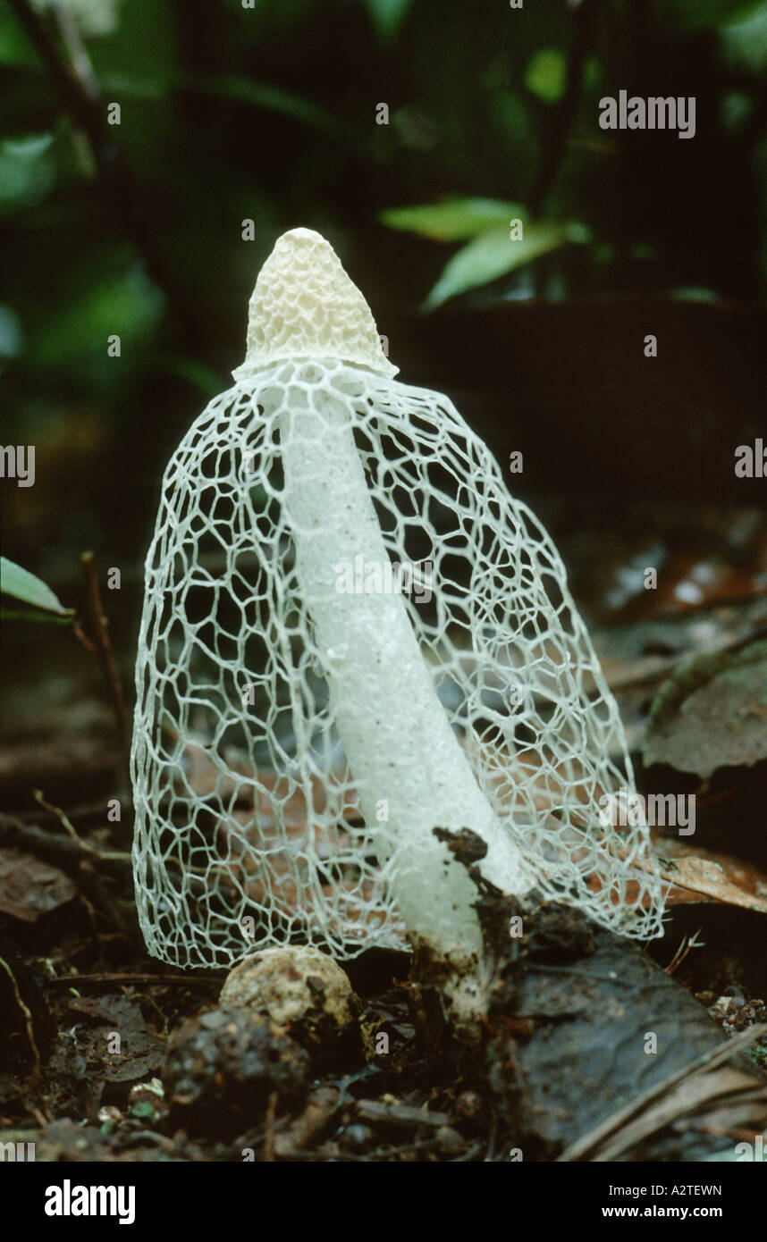 Ecuador filigree hi-res stock photography and images - Alamy