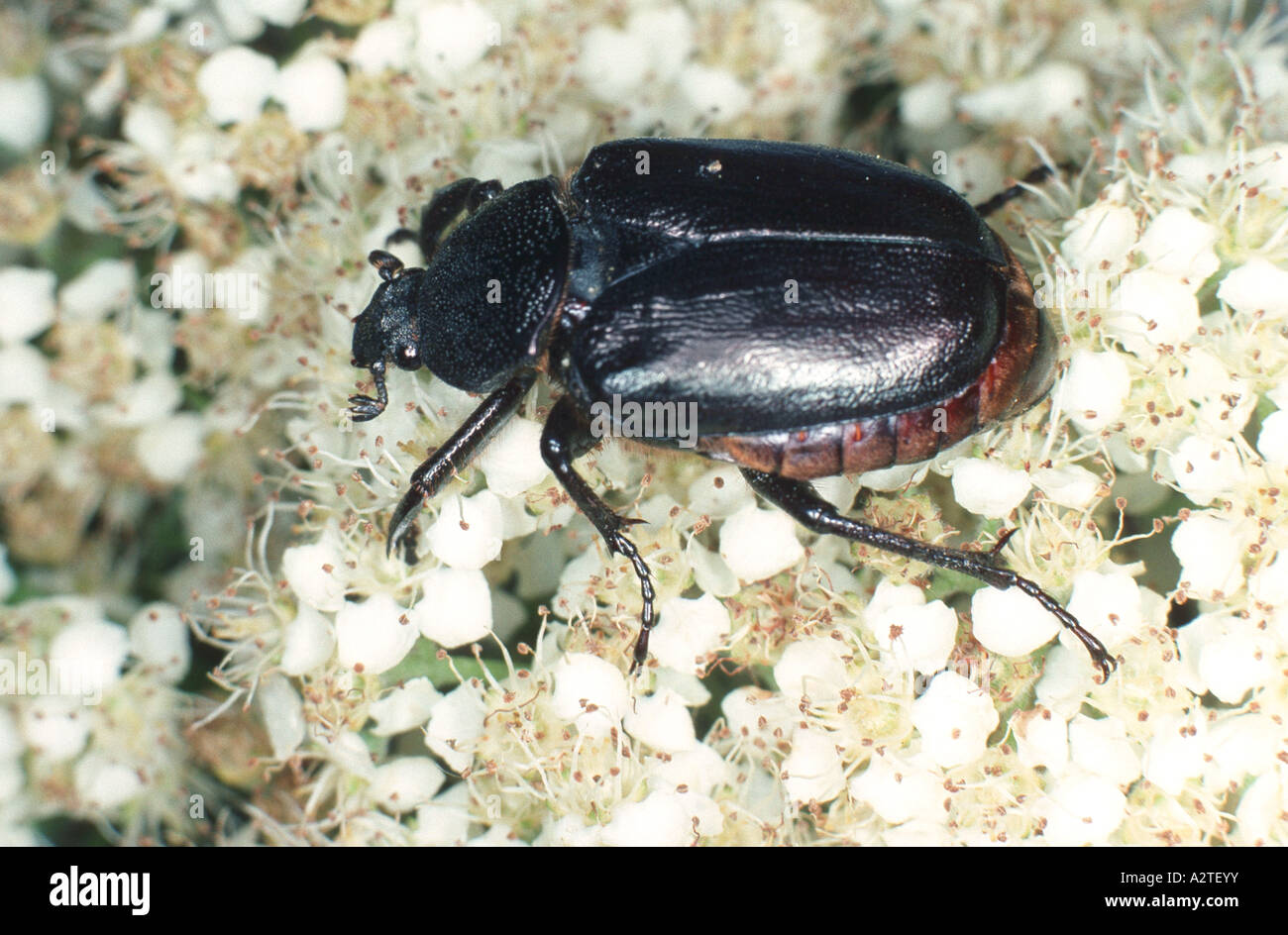 hermit beetle (Osmoderma eremita), on white blossoms Stock Photo - Alamy