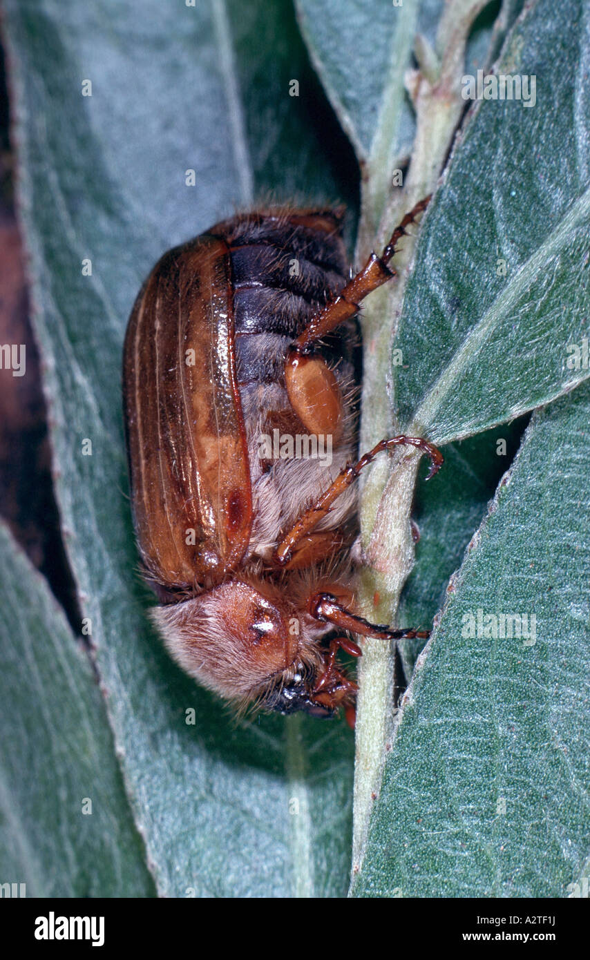Summer chafer amphimallon solstitialis hi-res stock photography and ...