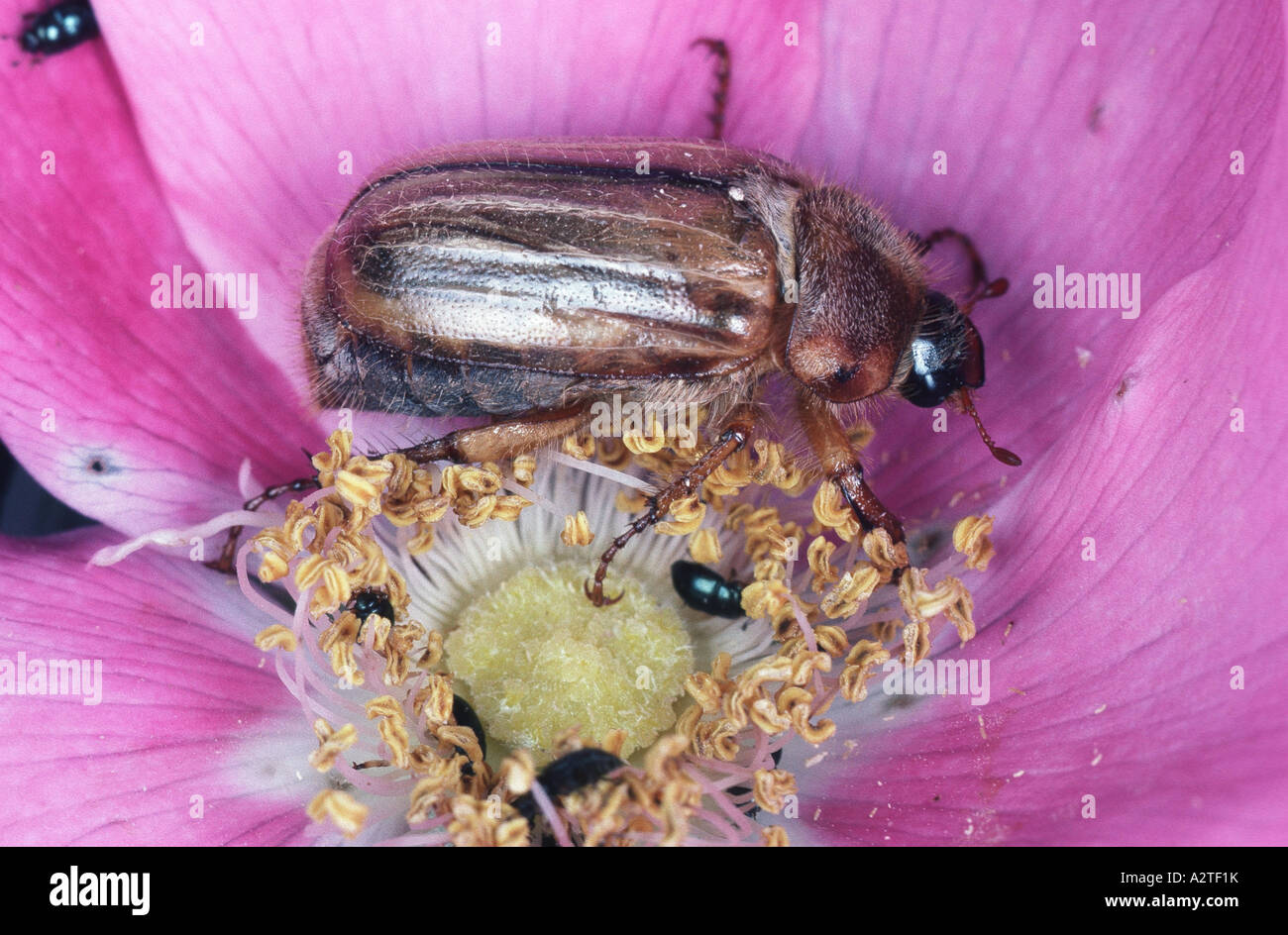 summer chafer (Rhizotragus solstitialis, Amphimallon solstitialis), on ...