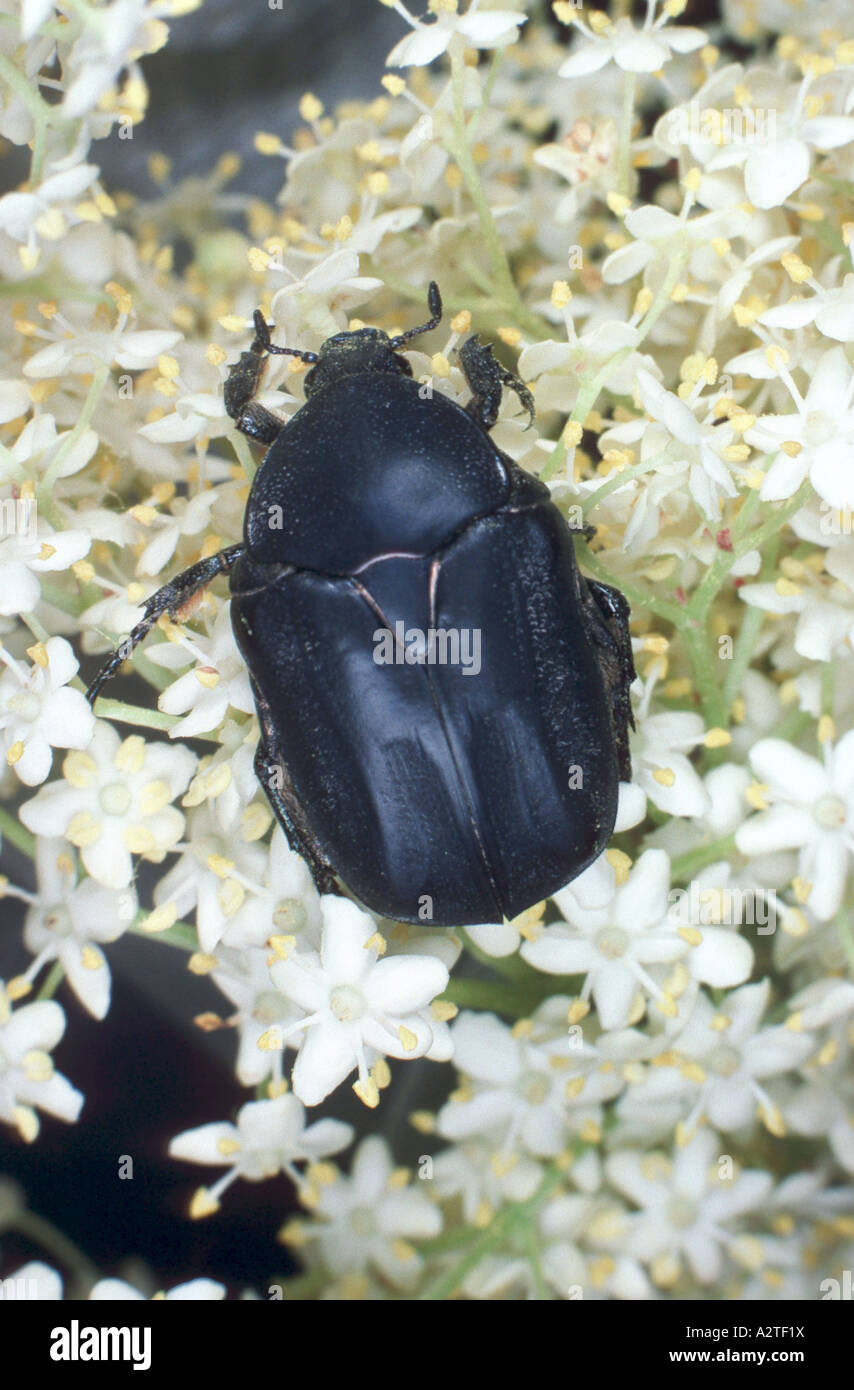 Black rose chafer hi-res stock photography and images - Alamy