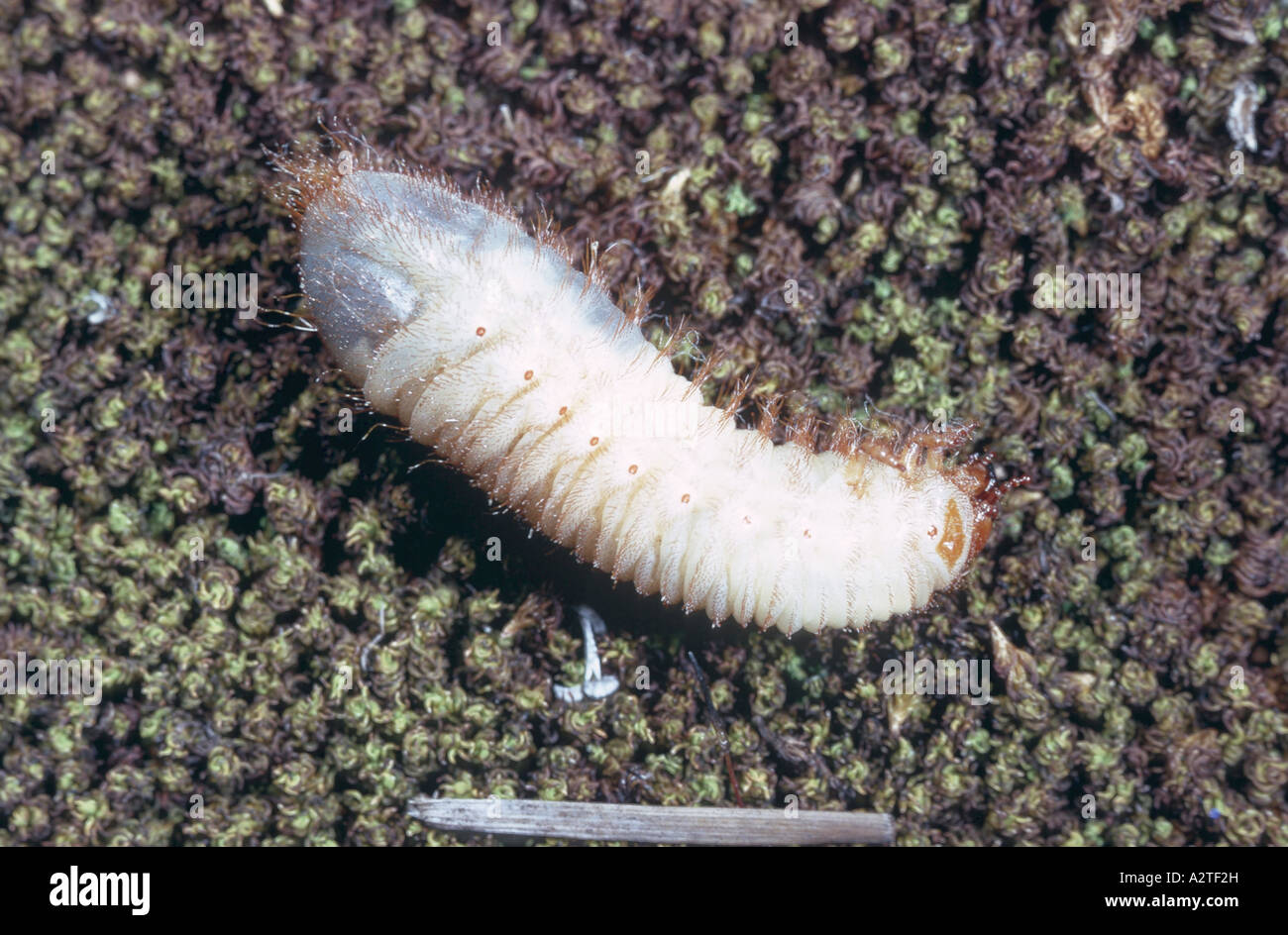 Dung Beetle Larva Stock Photos & Dung Beetle Larva Stock Images - Alamy