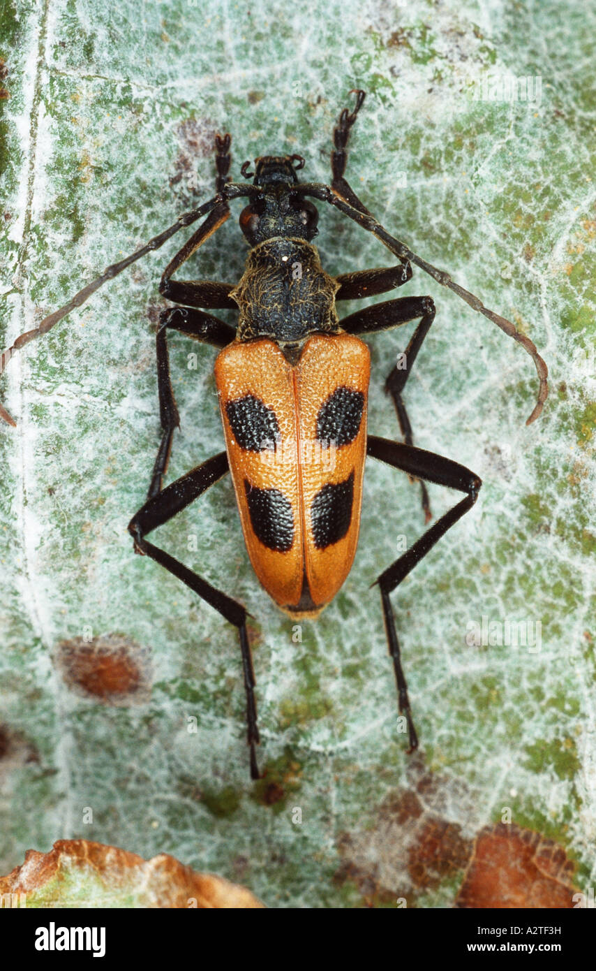 longhorn beetle, long-horned beetle (Pachyta quadrimaculata), imago ...
