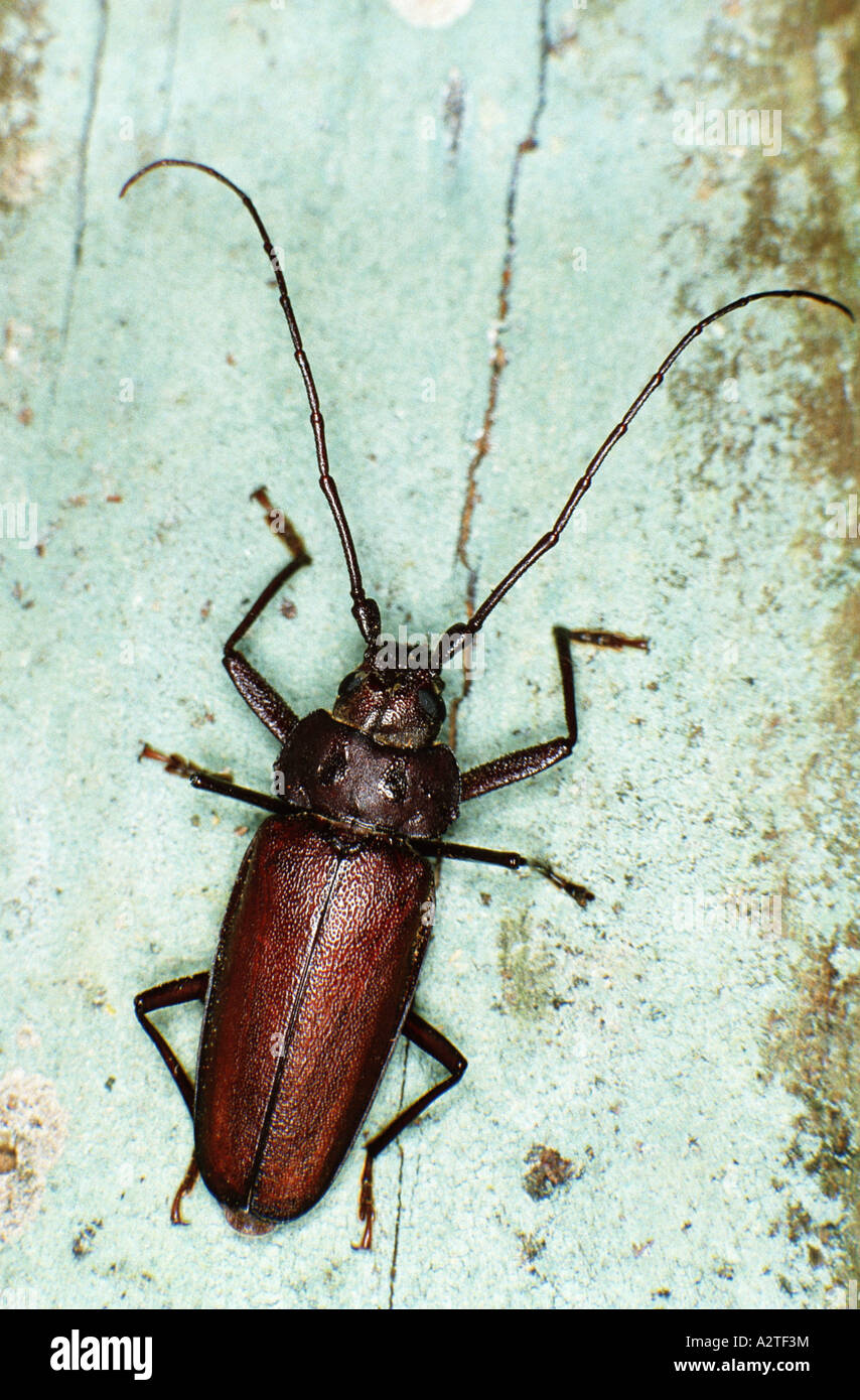 carpenter longhorn (Ergates faber), imago Stock Photo - Alamy