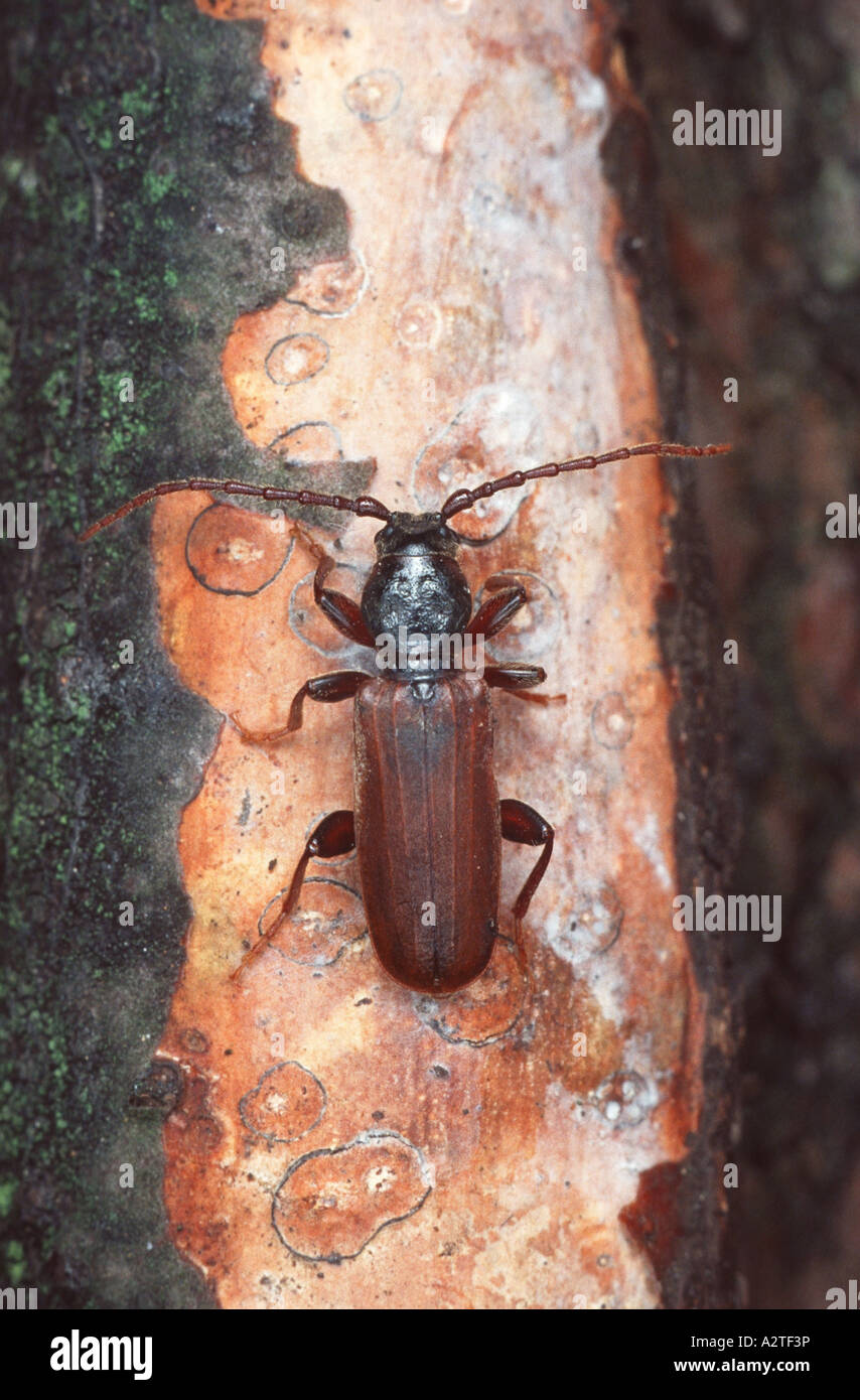 Tetropium castaneum hi-res stock photography and images - Alamy