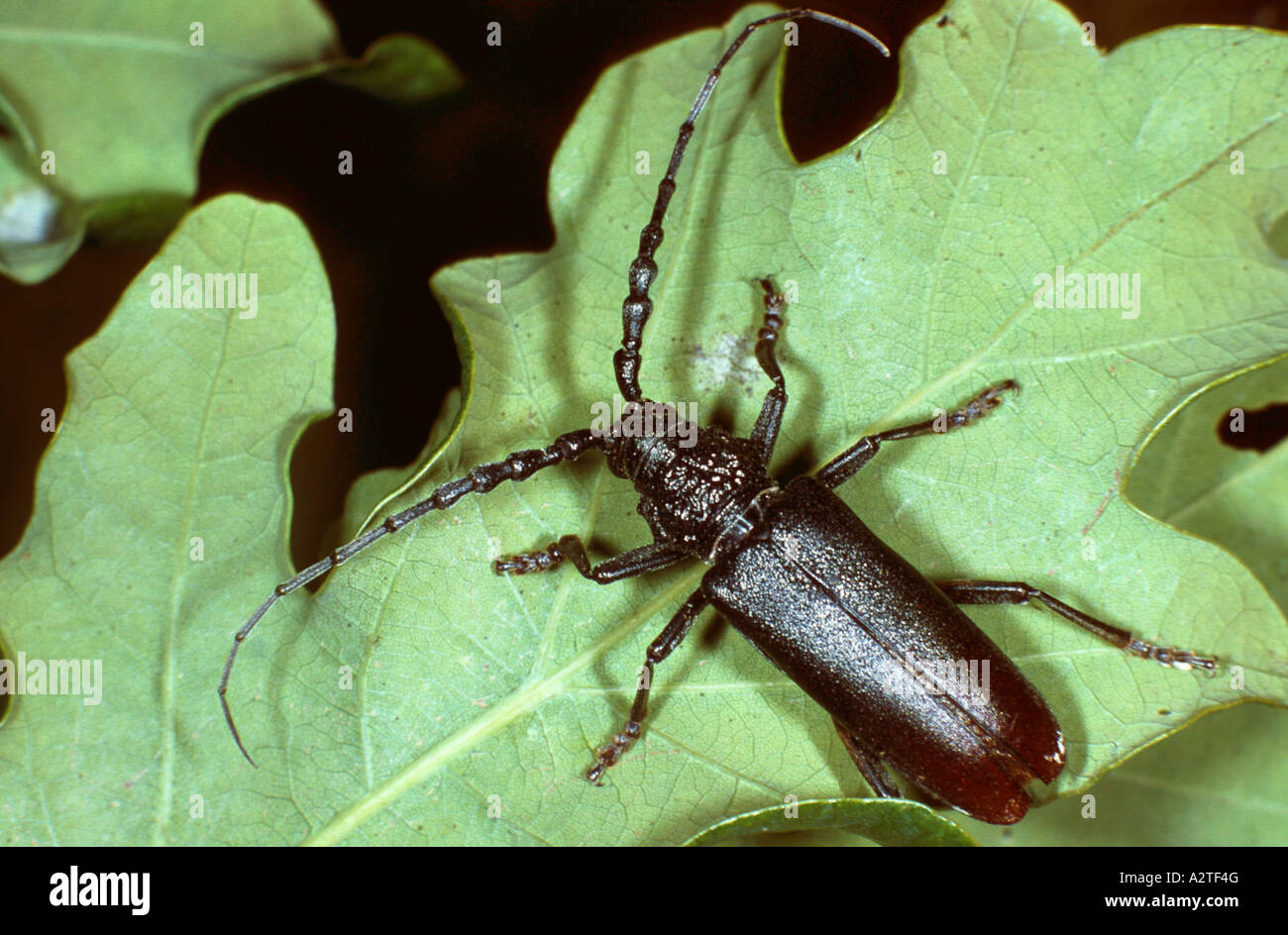 longhorn beetle, long-horned beetle (Cerambyx dux), on green leaf Stock ...